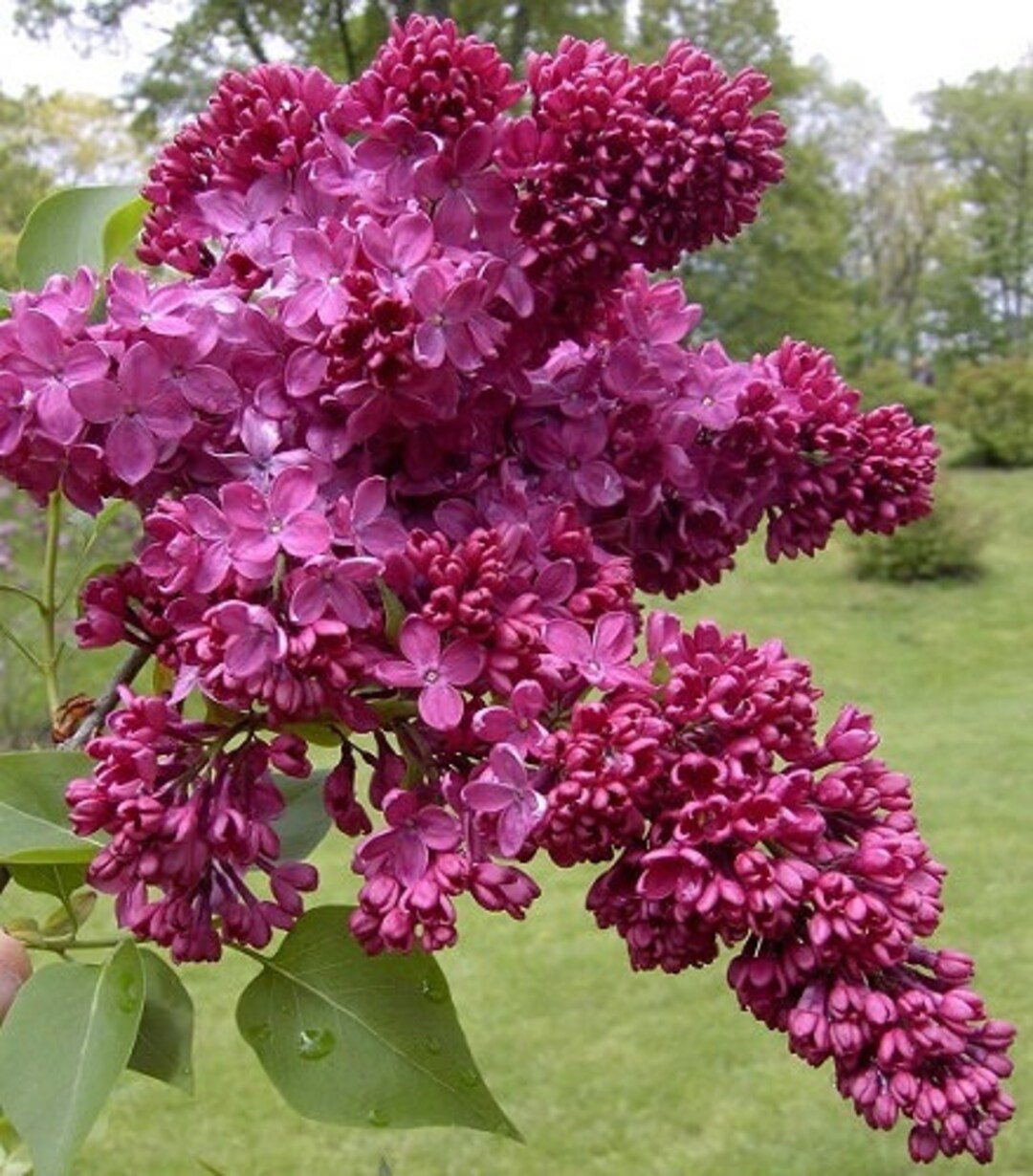Congo French Lilac syringa Live Plant - Etsy