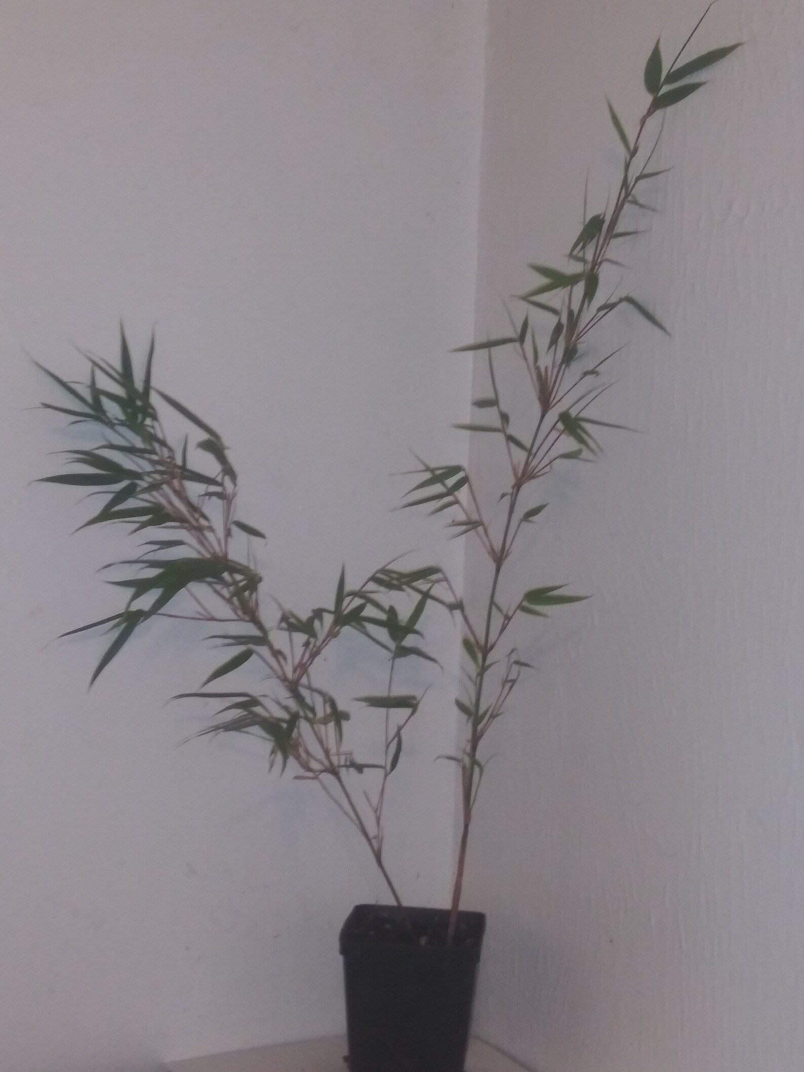 3 Fargesia Rufa Sunset Glow Clumping Bamboo Live Plants - Etsy