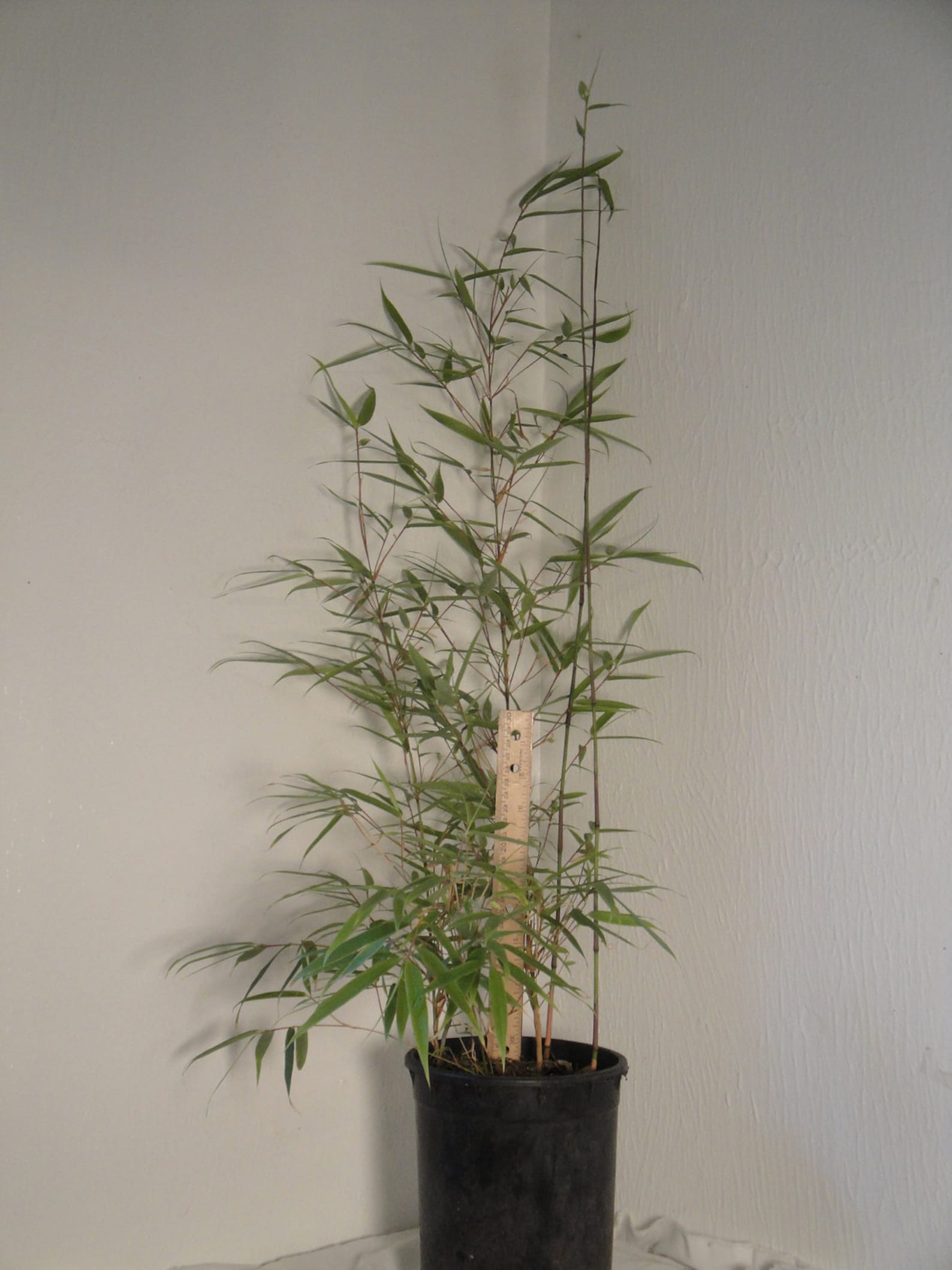 Sunset Glow Bamboo, Fargesia Rufa Clumping Plant, Cold Hardy, Fast ...