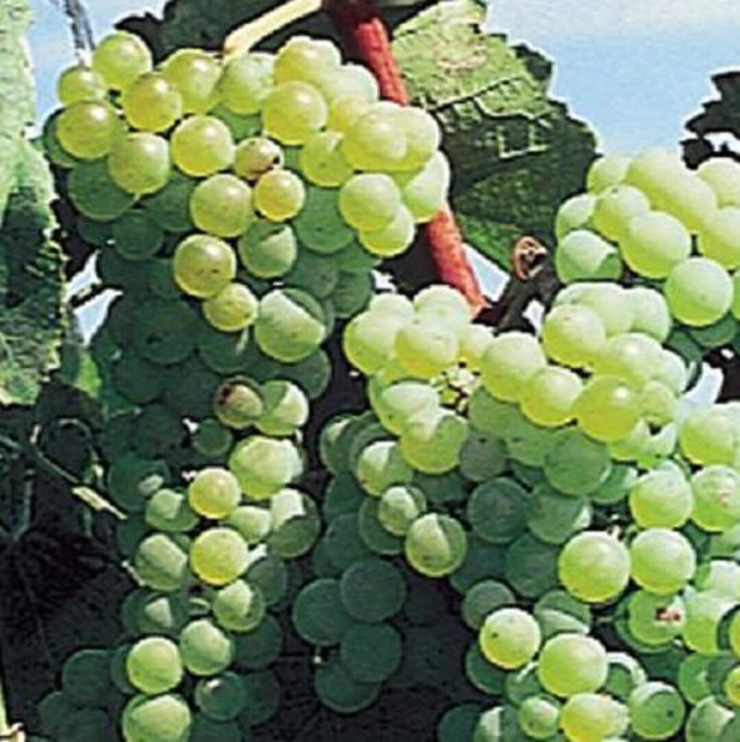 Himrod, Live Potted Seedless Grape Plant, 2 Years Old. - Etsy