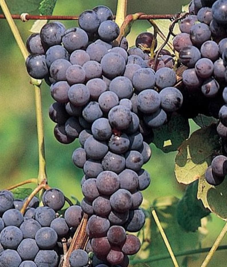 Buffalo Seedless Grape Live Potted Plant 1-2 Years Old. | Etsy