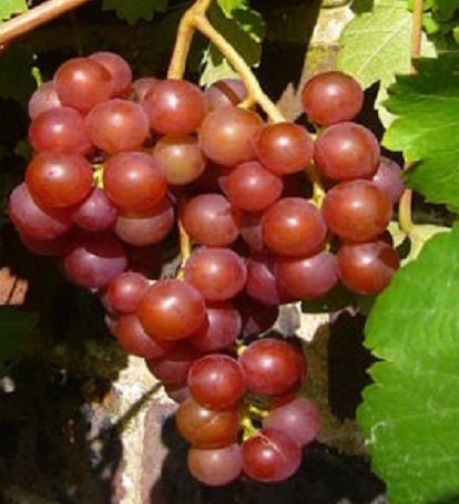 Einset Red Seedless Grape Live Potted Plant 1-2 Years Old. | Etsy