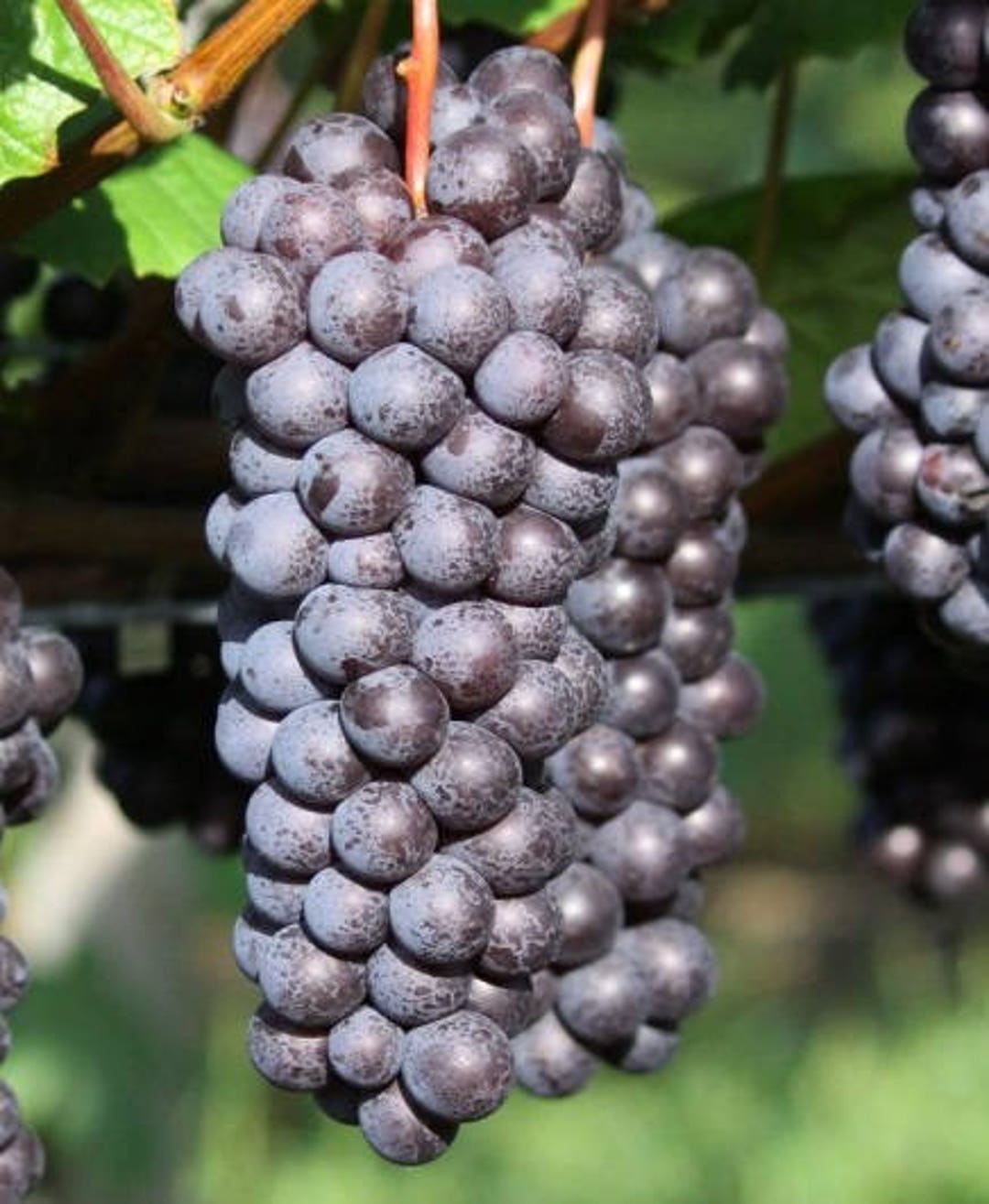 Steuben Grape, Live Potted Seedless Grape Plant, 2 Year Old. - Etsy