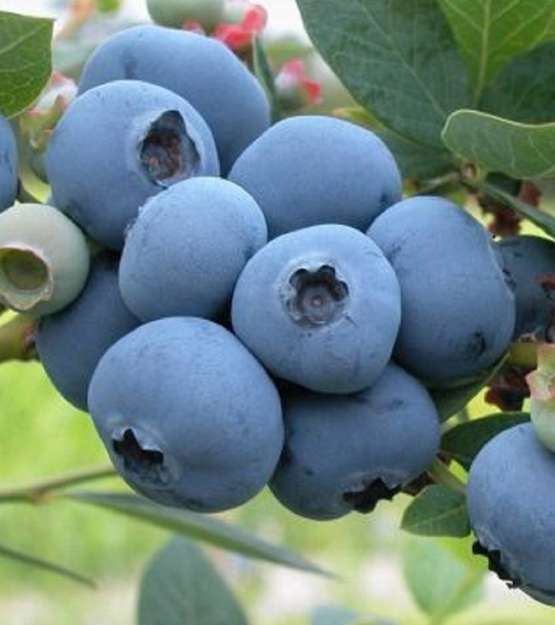 Patriot Blueberry Live Potted Plant - Etsy