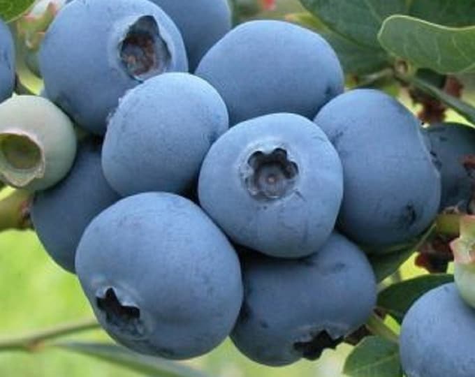 Patriot Blueberry Live Potted Plant - Etsy