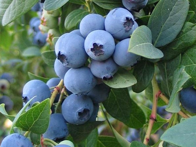 Northland Blueberry Plant – Cold Hardy Berry Bush, Zone 3-7, Large ...