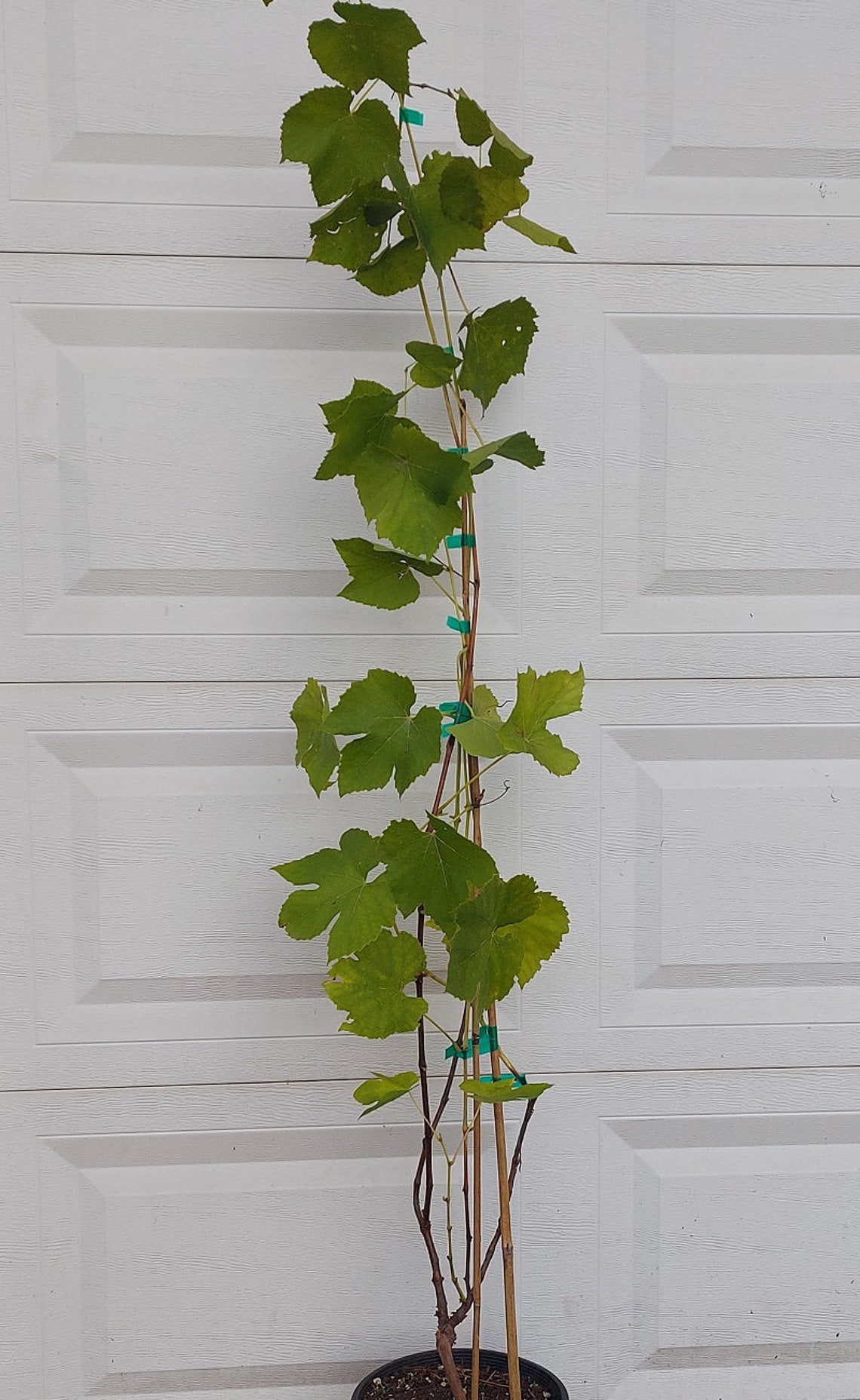 Suffolk Red Live Potted Seedless Grape Plant 1-2 Years Old - Etsy