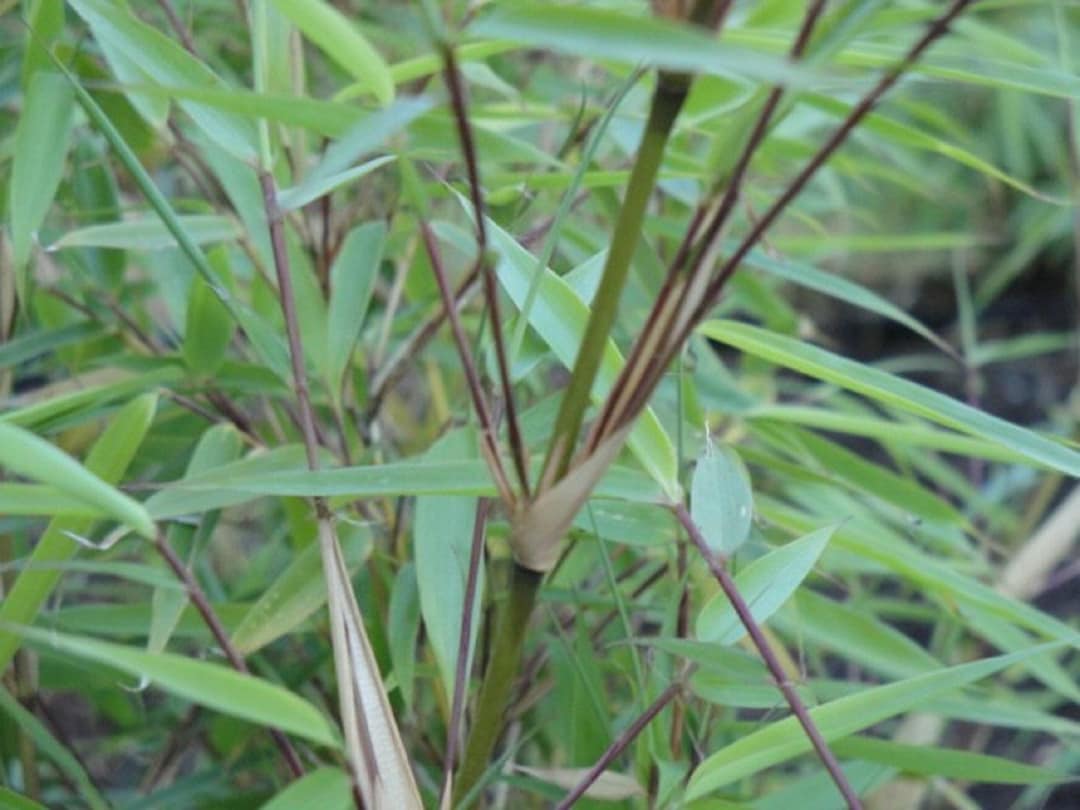 Fargesia Rufa Bamboo – 3 Pack of Live 'sunset Glow' Bamboo Plants ...