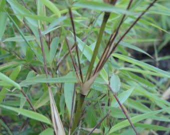 Fargesia Robusta 'green Screen' Live Clumping Bamboo Plant for Hedge ...