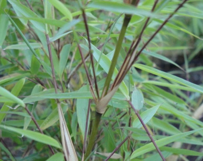 3 Fargesia Rufa Sunset Glow Clumping Bamboo Live Plants 1'-2', Non ...