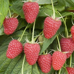 Nova Red Raspberry, Box of 3 - Etsy