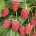 Nova Red Raspberry, Box of 3 - Etsy