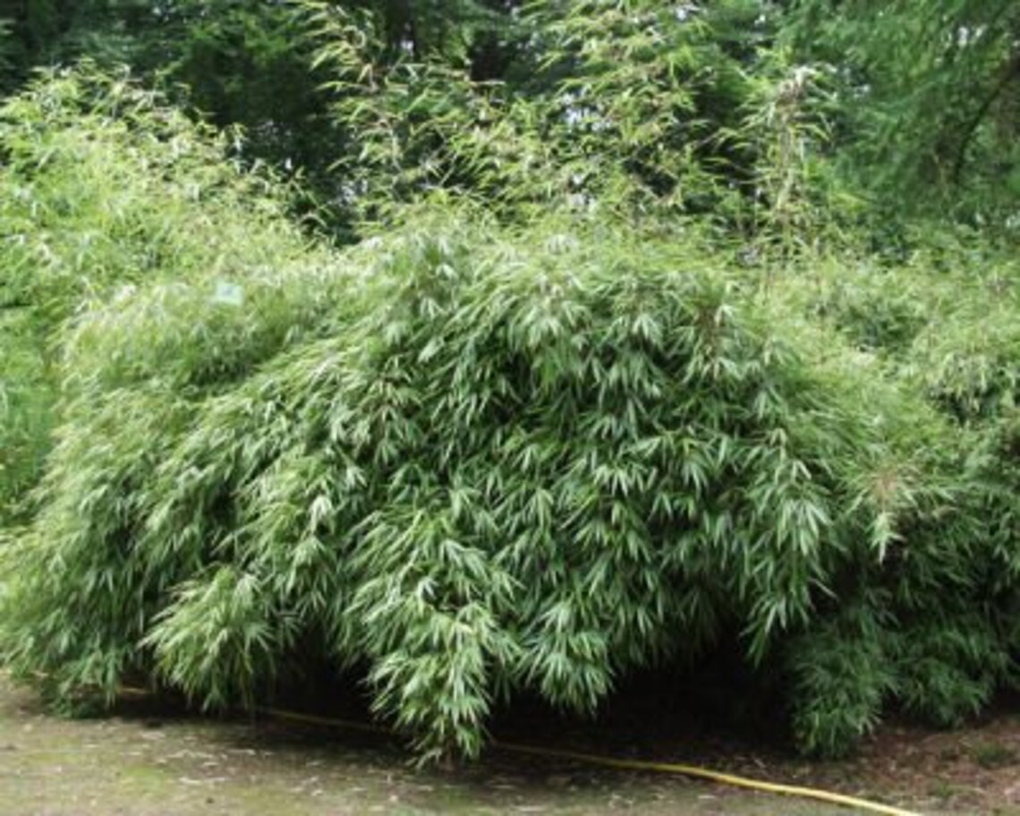 Fargesia Rufasunset Glow Clumping Bamboo Plant in Number One - Etsy