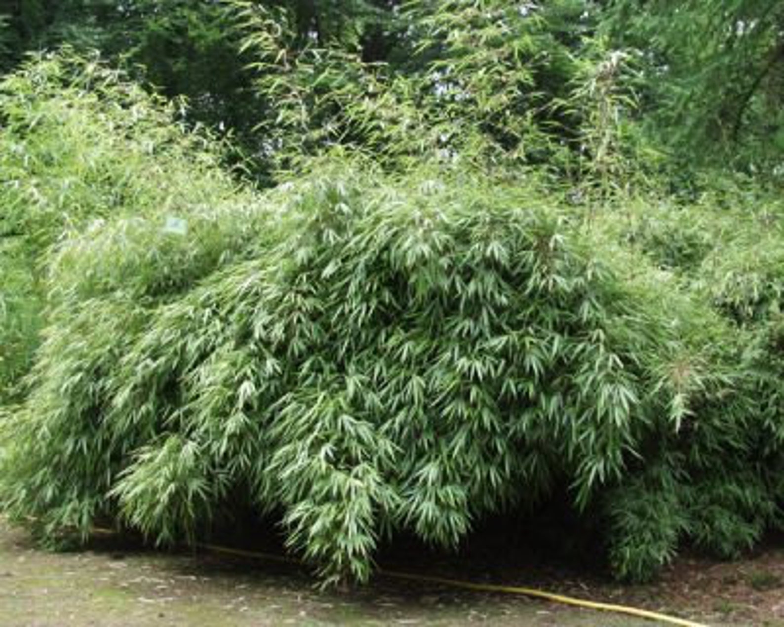 Sunset Glow Bamboo, Fargesia Rufa Clumping Plant, Cold Hardy, Fast ...