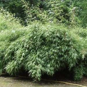 Fargesia Rufa,sunset Glow Clumping Bamboo Plant in Number One Size Pot ...