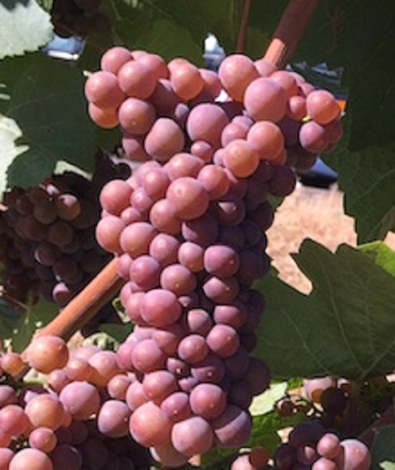 Pinot Gris #146 Seedless Blue Wine Grape, Live Potted Plant, 1-2 Years ...