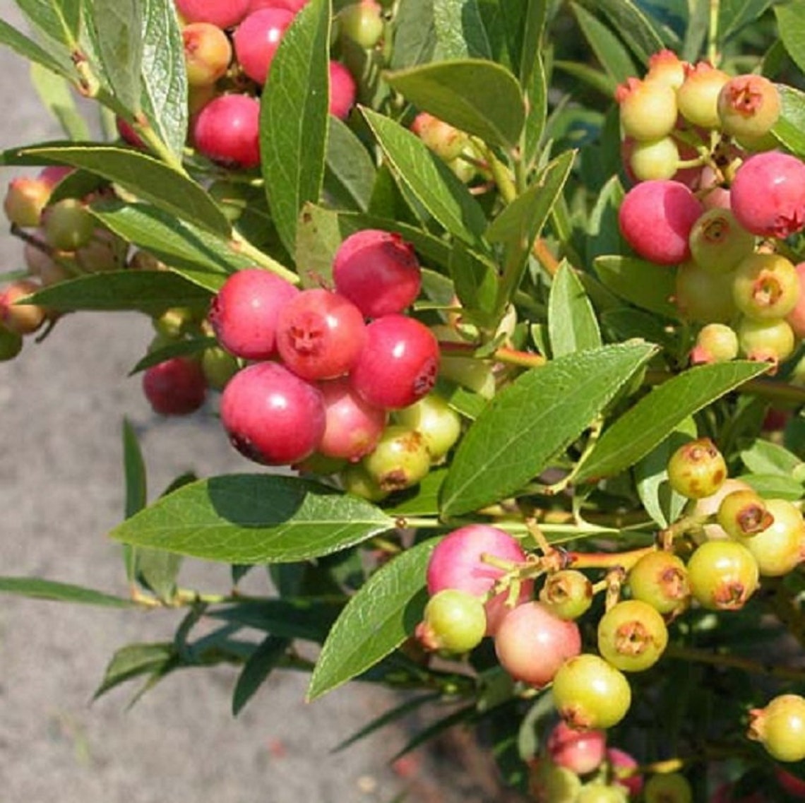 Pink Lemonade Blueberry Live Potted Blueberry Plant 2 Years - Etsy