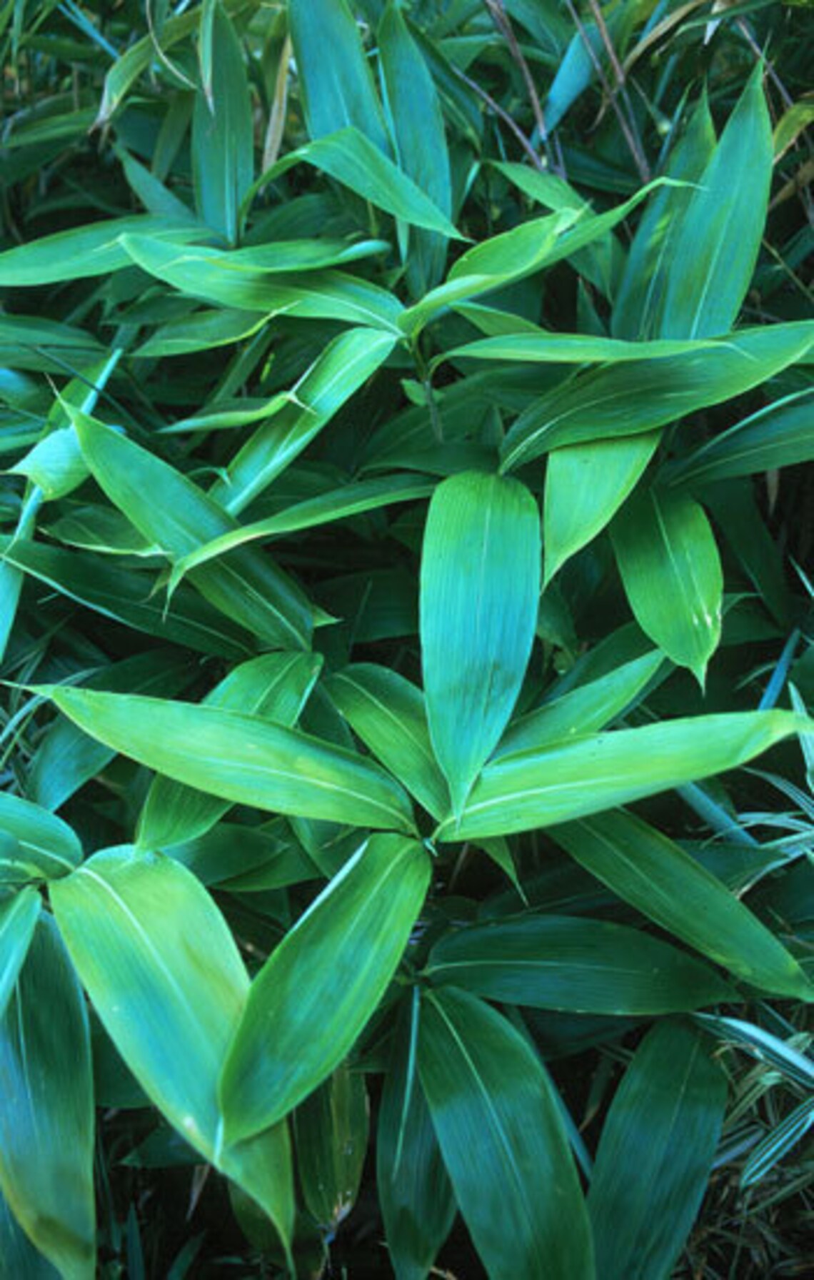 Sasa Palmata Nebulosa Live Bamboo Plant One 1 Size Very - Etsy