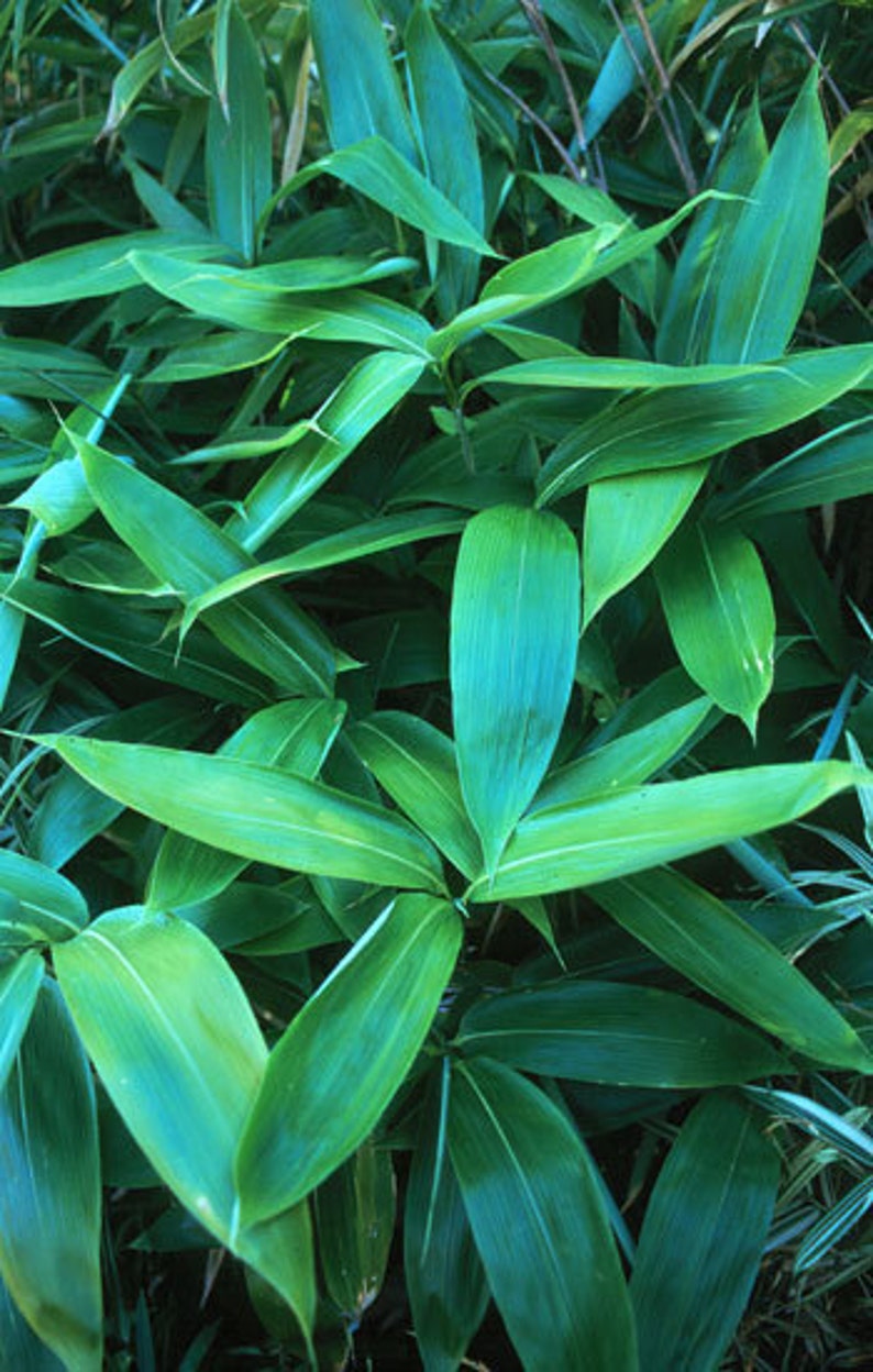 Sasa Palmata Nebulosa Live Bamboo Plant, One 1 Size, Very Large ...