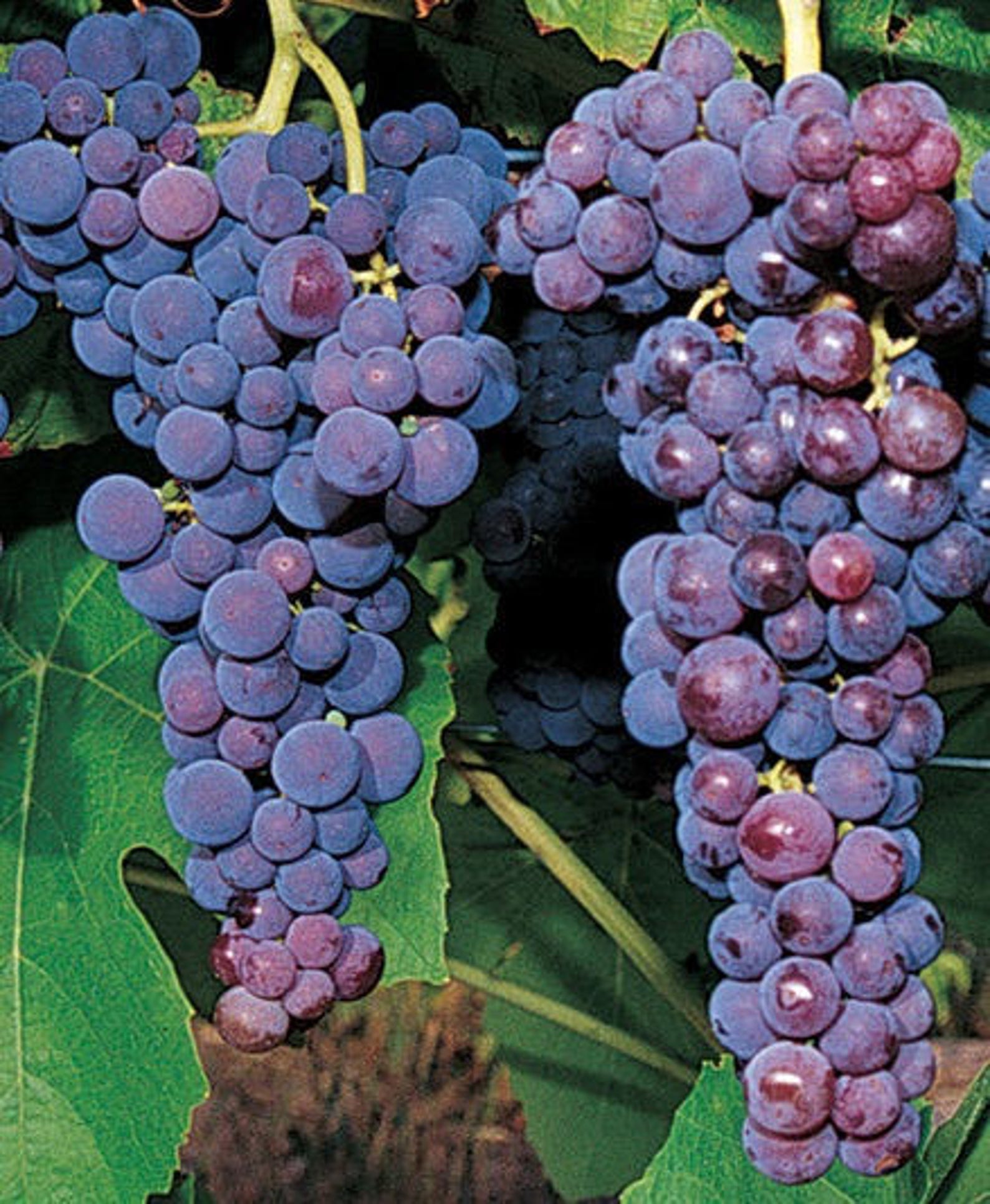 Glenora Live Potted Seedless Grape Plant 1-2 Years Old. - Etsy