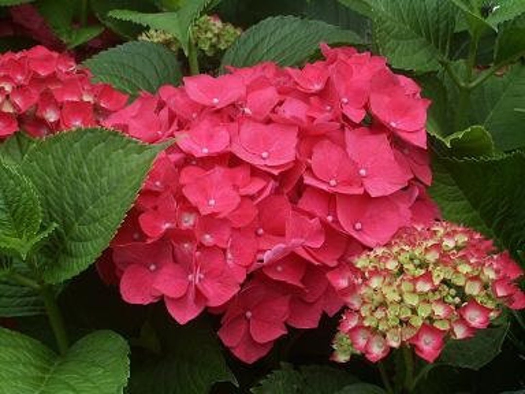 Masja Hydrangea Live Plant - Etsy