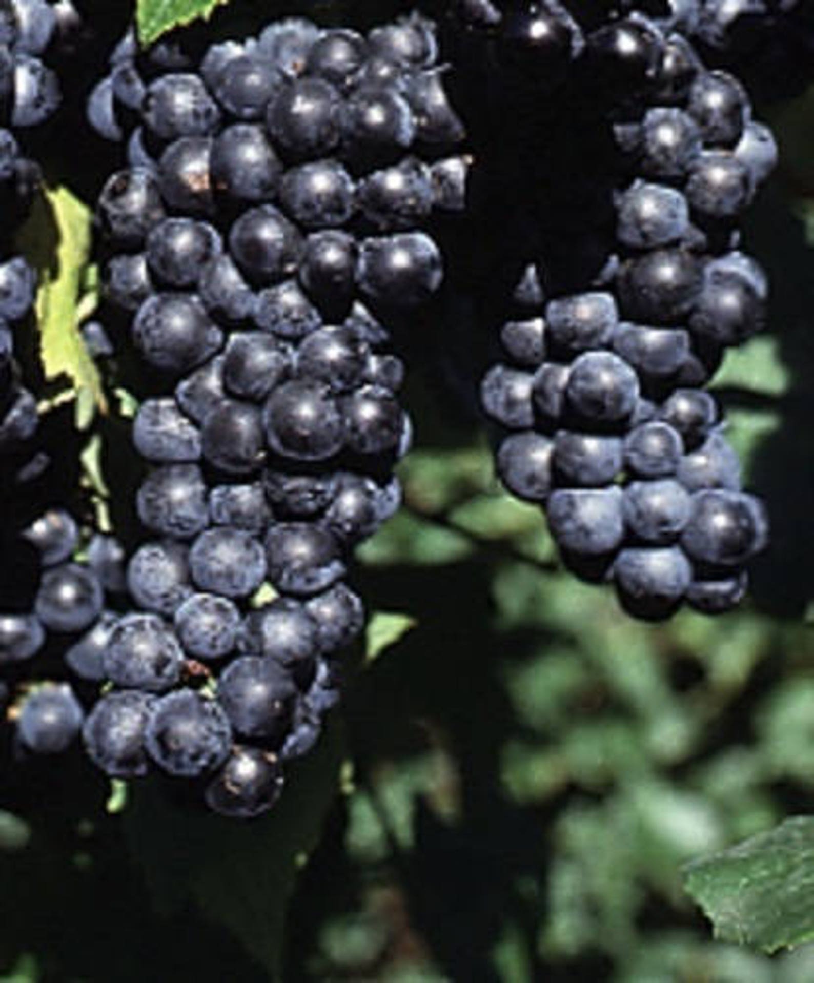 Glenora Live Potted Seedless Grape Plant 1-2 Years Old. - Etsy