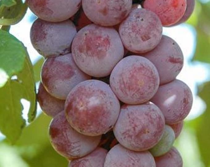 Catawba Red Grape Live Potted Plant 1-2 Years Old. - Etsy