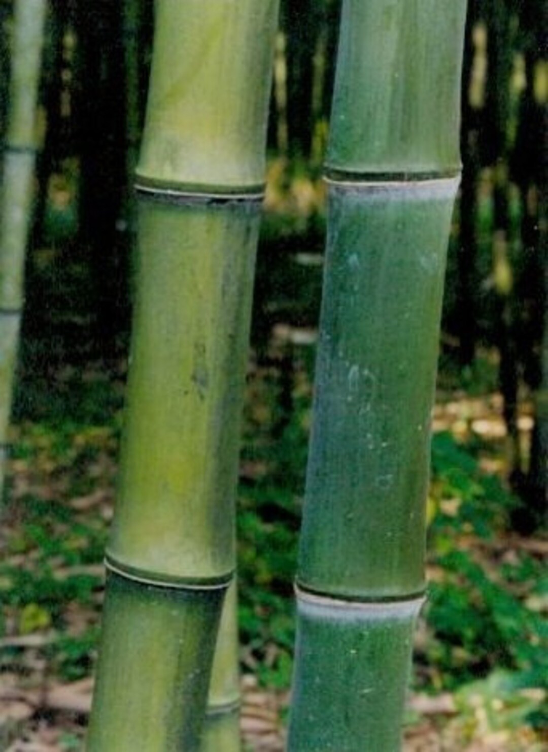 Giant Timber Bamboo Plant Phyllostachys Atrovaginata Hardy to -15f. - Etsy