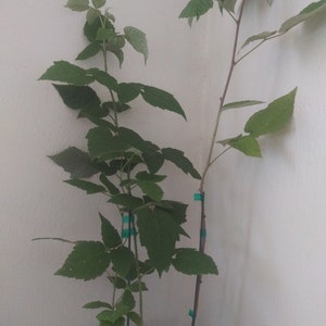 Coho Red Raspberry - Etsy