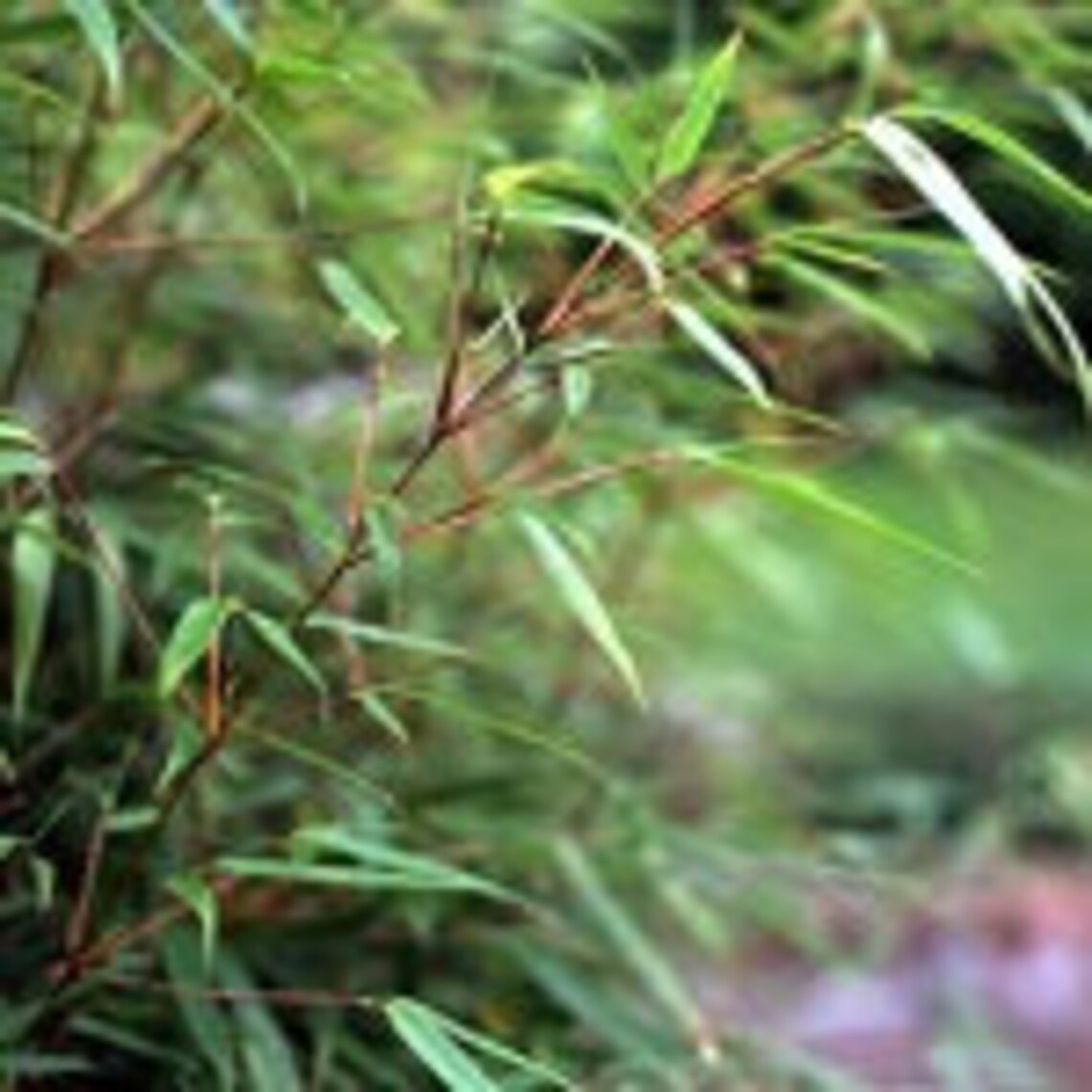 Sunset Glow Bamboo, Fargesia Rufa Clumping Plant, Cold Hardy, Fast ...