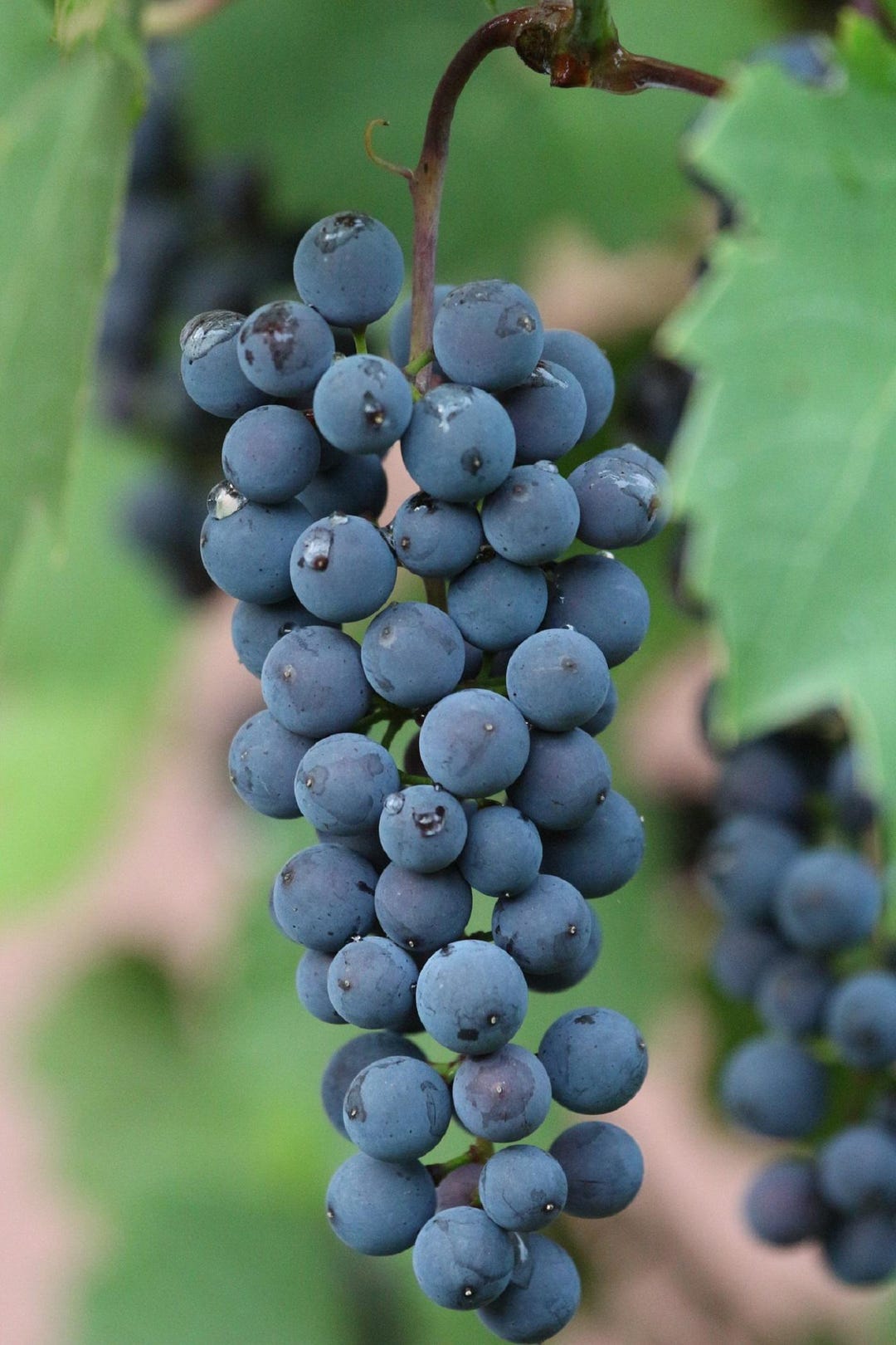 Glenora, Live Potted Seedless Grape Plant, 1-2 Years Old. - Etsy