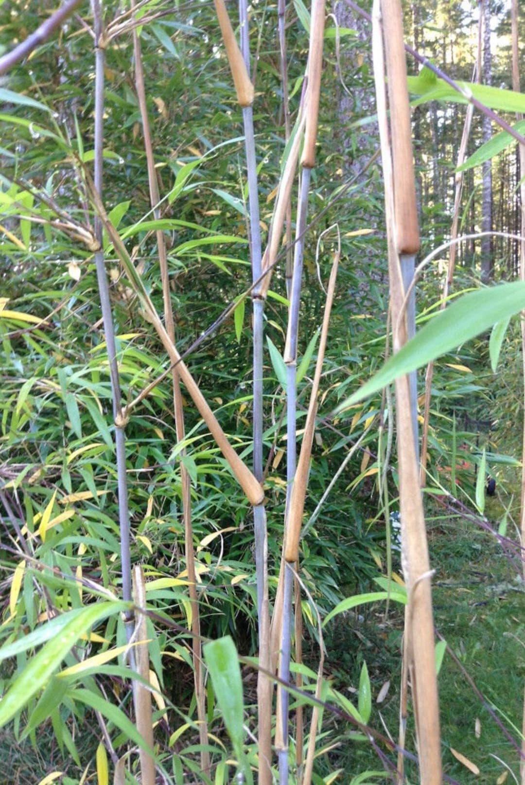 Box of 3 Borinda Macclureana, Live Tibetan Clumping Bamboo Plant, Great ...