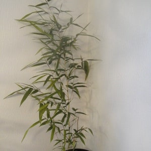 Large Fargesia Rufa, 'sunset Glow' Live Clumping Bamboo Plant - Etsy