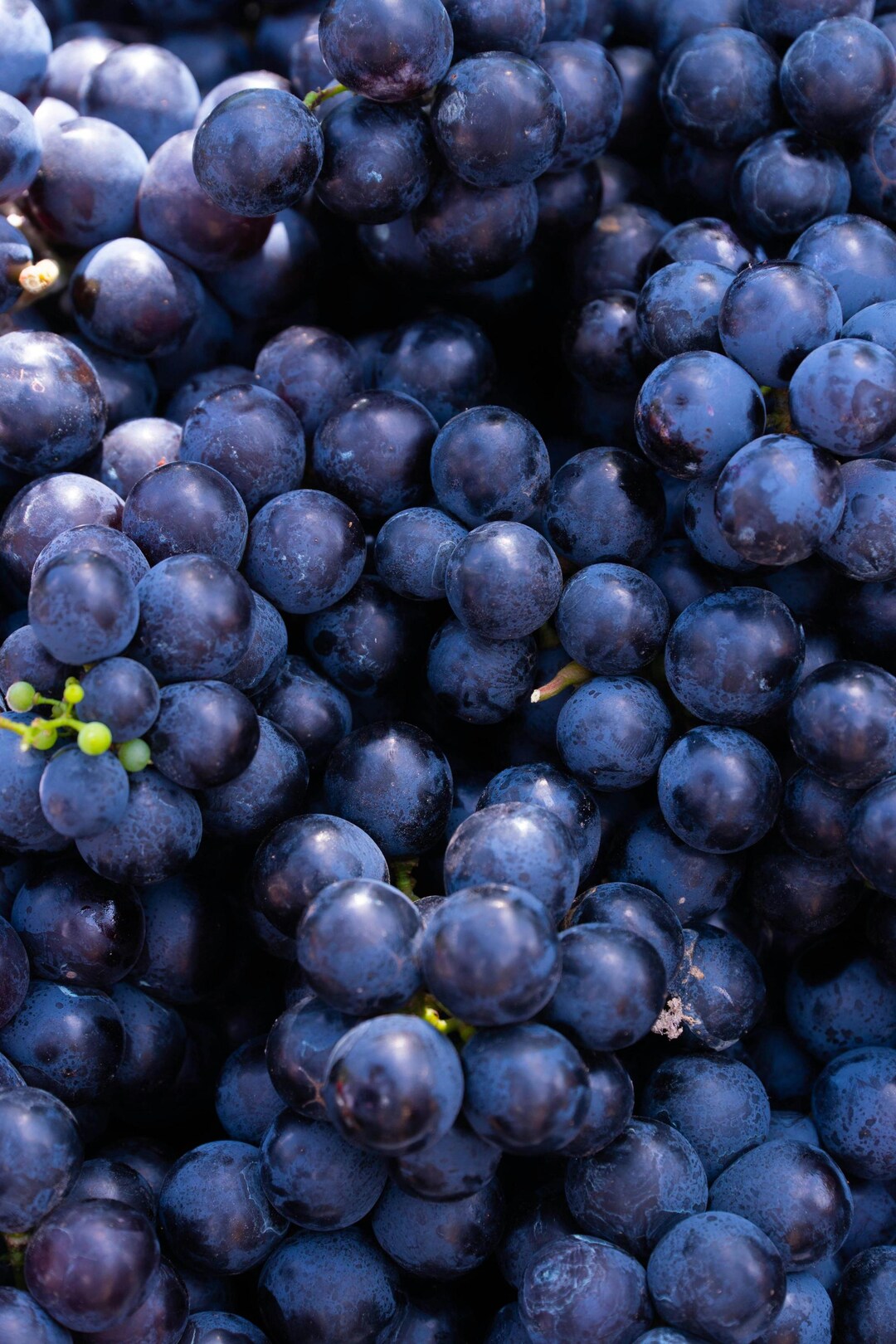 Steuben Grape, Live Potted Seedless Grape Plant, 2 Year Old. - Etsy