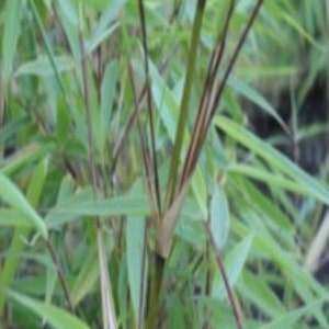 Fargesia Rufa,sunset Glow Clumping Bamboo Plant in Number One Size Pot ...