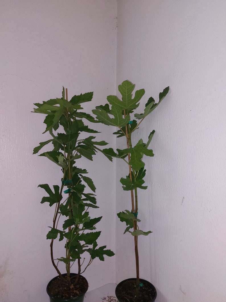 Magnolia Live Fig Tree Plant With Large Sweet Red Fruit - Etsy