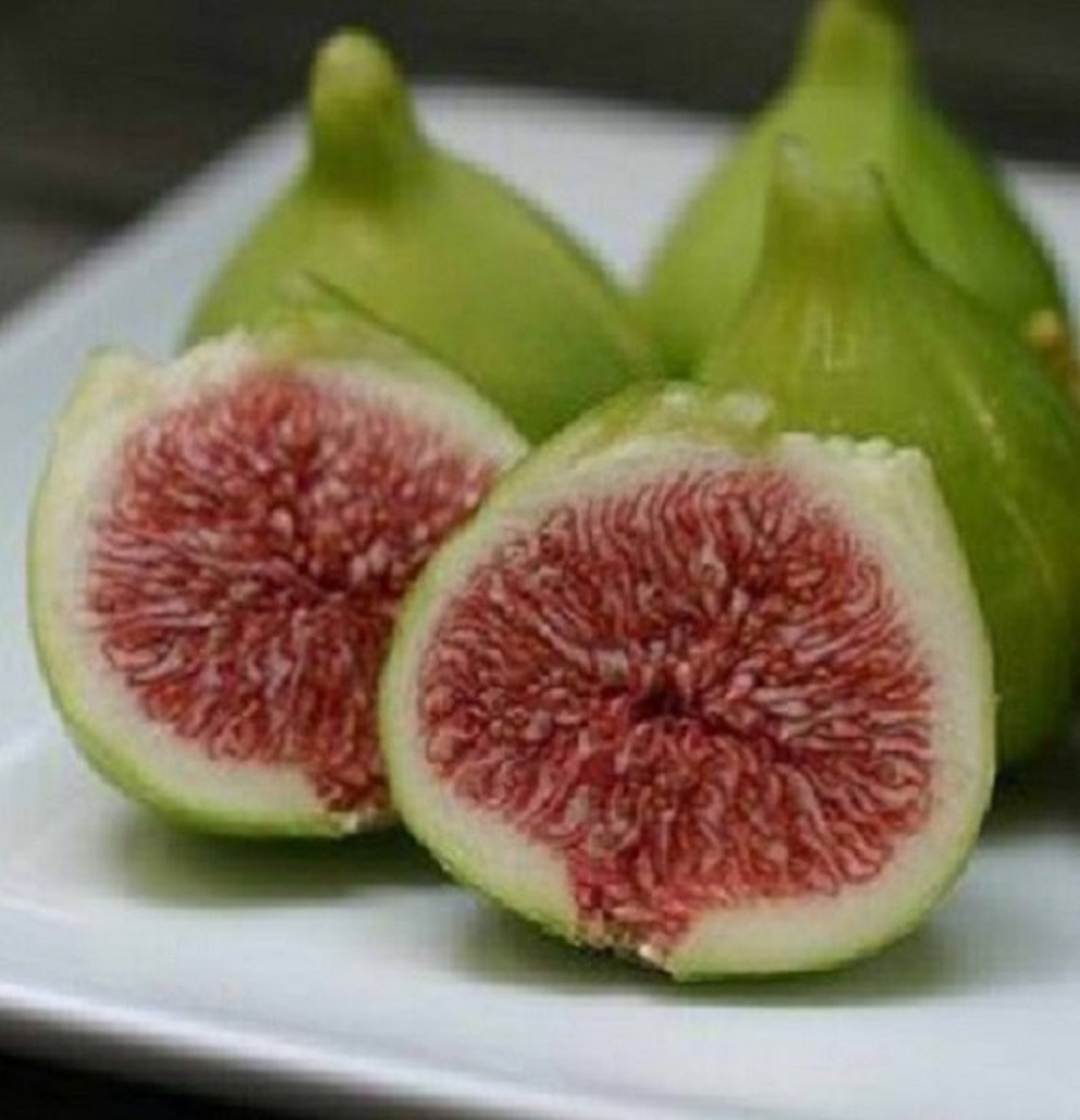 Green Ischia Verte Live Fig Tree Plant. - Etsy