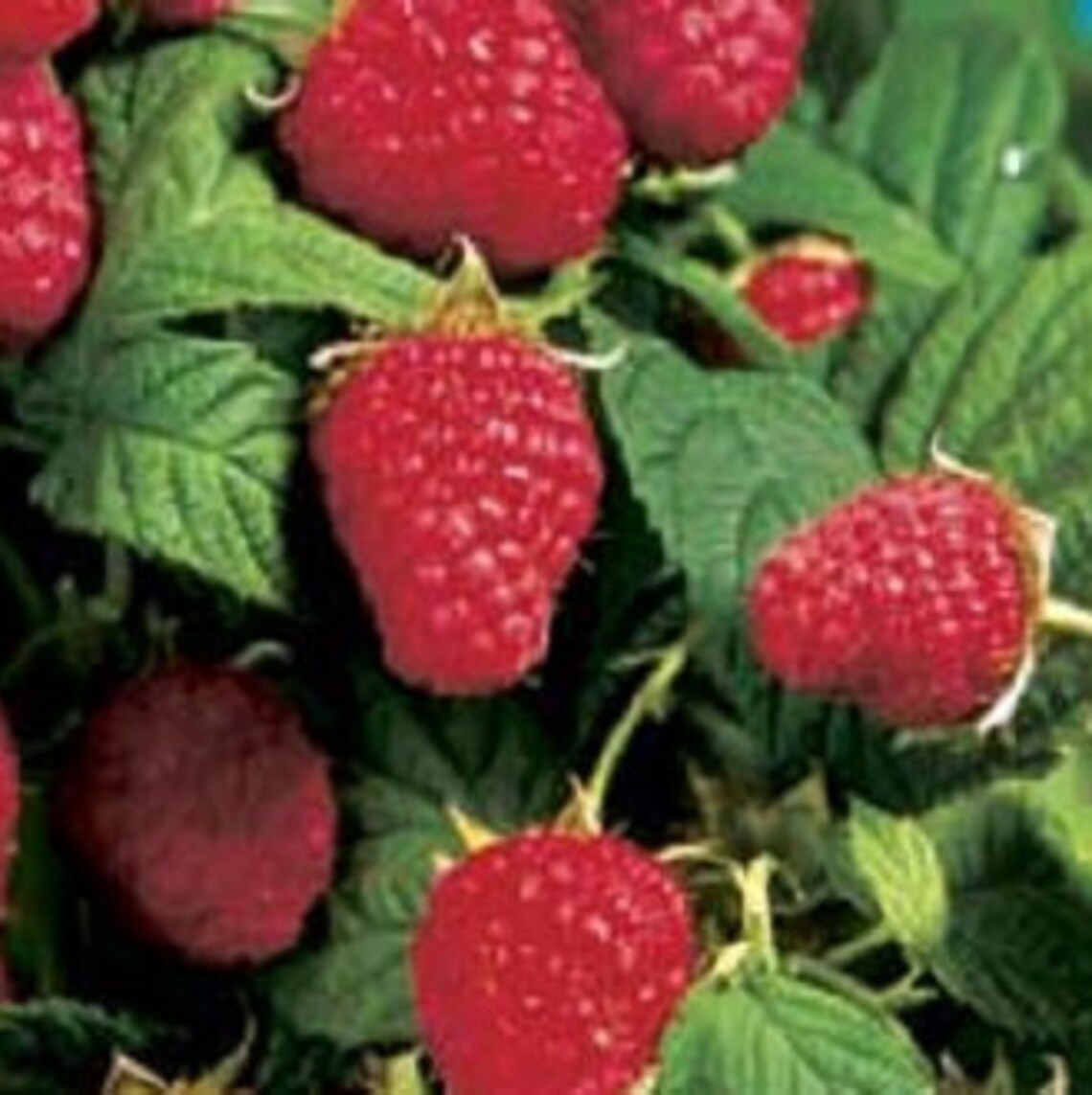 Canby Red Thornless Raspberry 2'3' Tall Live Potted - Etsy