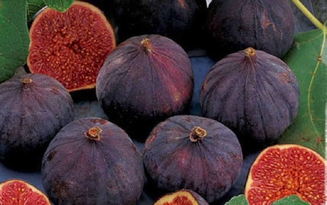 Magnolia Live Fig Tree Plant With Large Sweet Red Fruit - Etsy