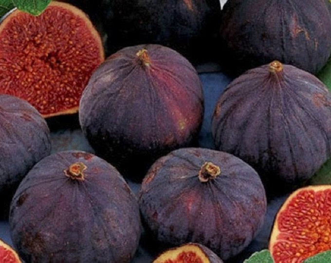Magnolia Live Fig Tree Plant With Large Sweet Red Fruit - Etsy