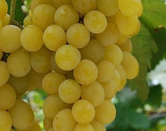 SOURSOP Annona Muricata FRUIT TREE Guanabana Live Potted Plant - Etsy