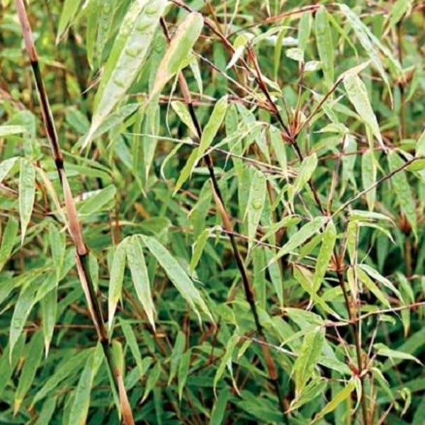 Clumping Bamboo - Etsy
