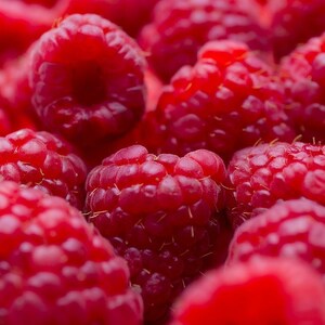 Nova Red Raspberry, Box of 3 - Etsy