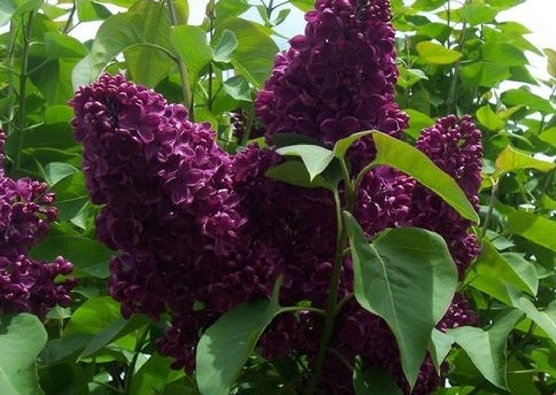 Monge French Lilac (syringa) Live Plant - Etsy