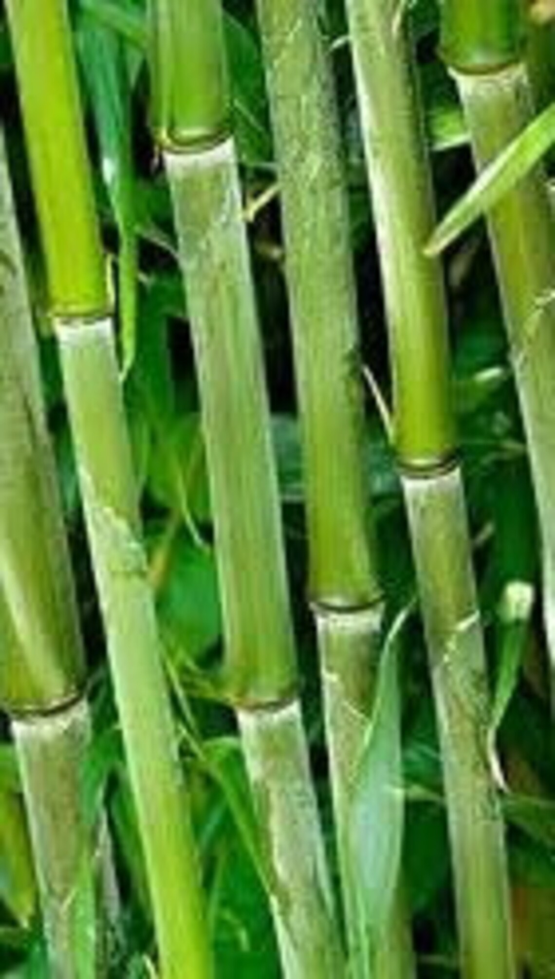 Phyllostachys Bissetii Grows to 25' Cold Hardy Live - Etsy