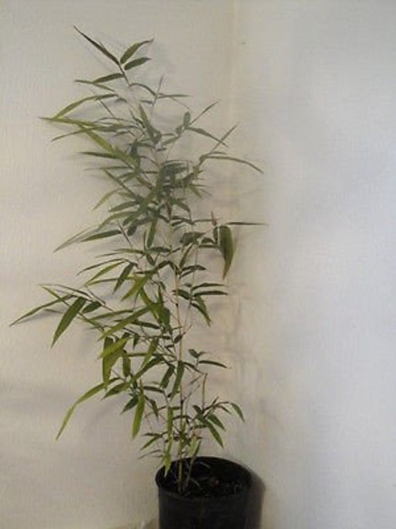 Japanese Timber Bamboo Plant