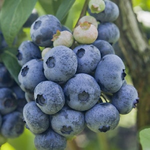 Northcountry Blueberry - Etsy