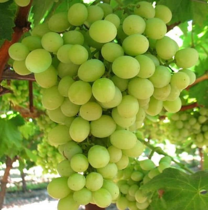 Remaily Grape Live Potted Seedless Grape Plant 2 Year Old. - Etsy