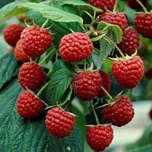 Coho Red Raspberry - Etsy