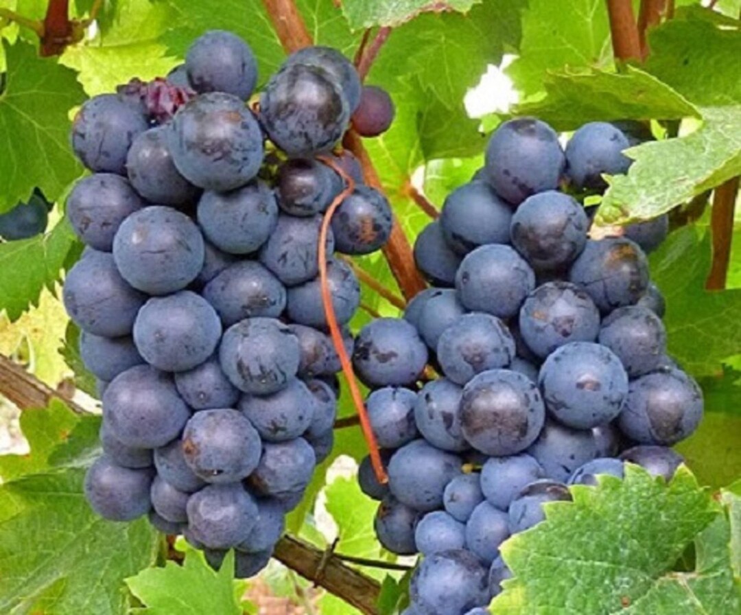 Black Monukka Seedless Grape, Live Potted Grape Plant, 1-2 Years Old ...